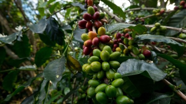 You Never Know This! 7 Benefits of Gayo Coffee for Your Body - FnB Tech