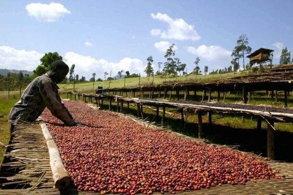 Sustainability in Specialty Coffee: Farm to Cup Canada | LAMOSE