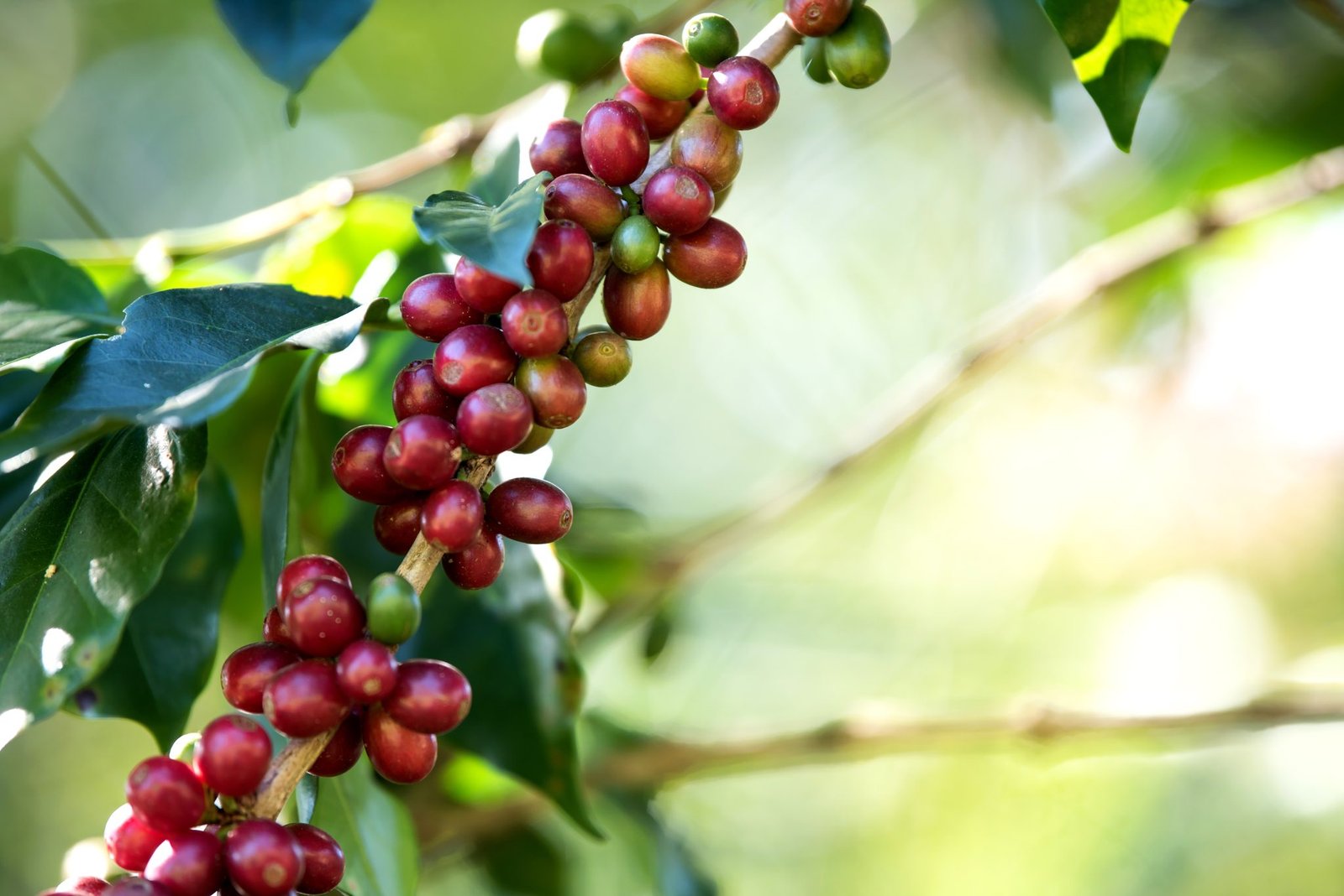Raw Coffee Beans: From Farm to Cup - The Enchanting Path of Fresh ...