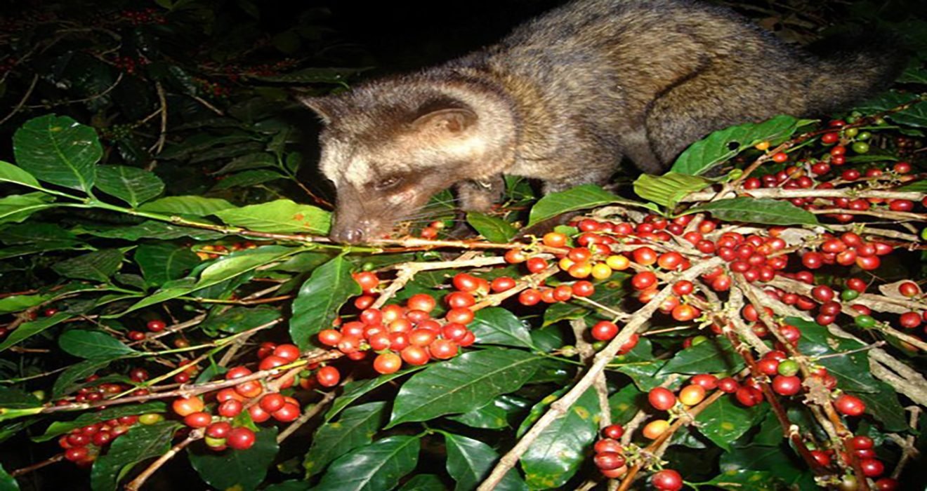 Unlocking the Delight of Luwak Coffee with Kopi Susu - FnB Tech Indonesia
