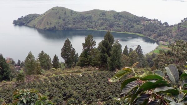 Where is the most delicious Sumatra Coffee: Aceh Gayo, Mandheling and ...
