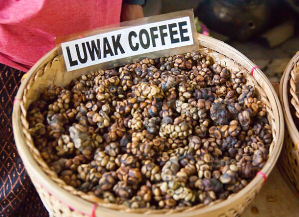Unveiling the Enigma of Luwak Coffee: A Journey Through Production and ...
